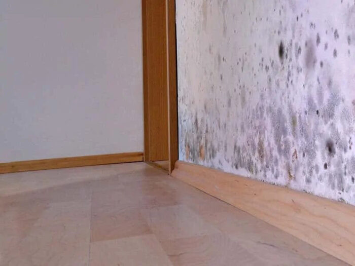 ¿Tienes insectos en casa por la humedad? Te ayudamos a eliminarlos